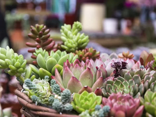 ¿Qué tipos de flores y plantas se utilizan en una boda vintage?